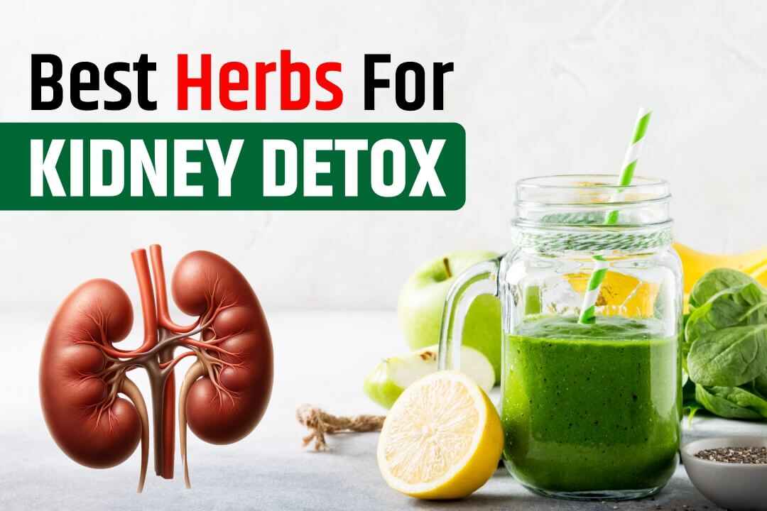 Best Herbs for Kidney Detox | Ayurvedic Herbs for Kidney Detox